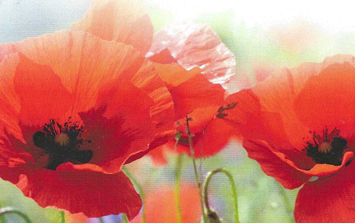 Remembrance Sunday Order of Service - Michael Gamble Funeral Directors